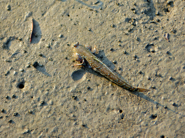 The Fish That Can Walk on Land – A Real-Life Amphibious Creature ...