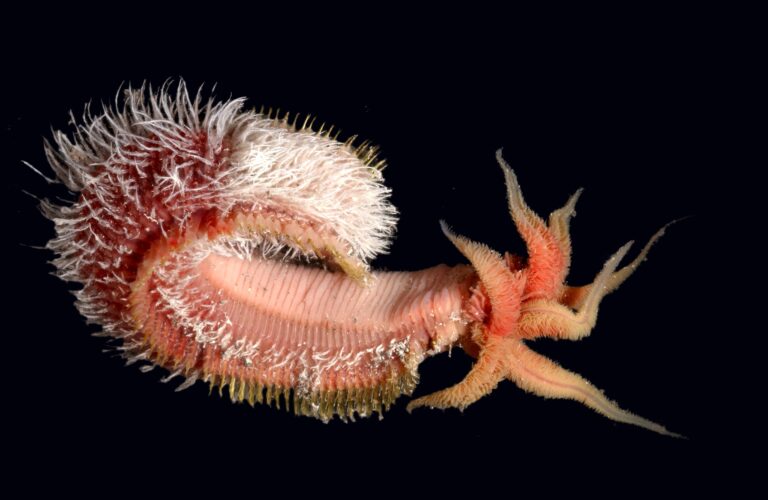 The Most Acid-Resistant Creature in Nature – Extreme Animal Records
