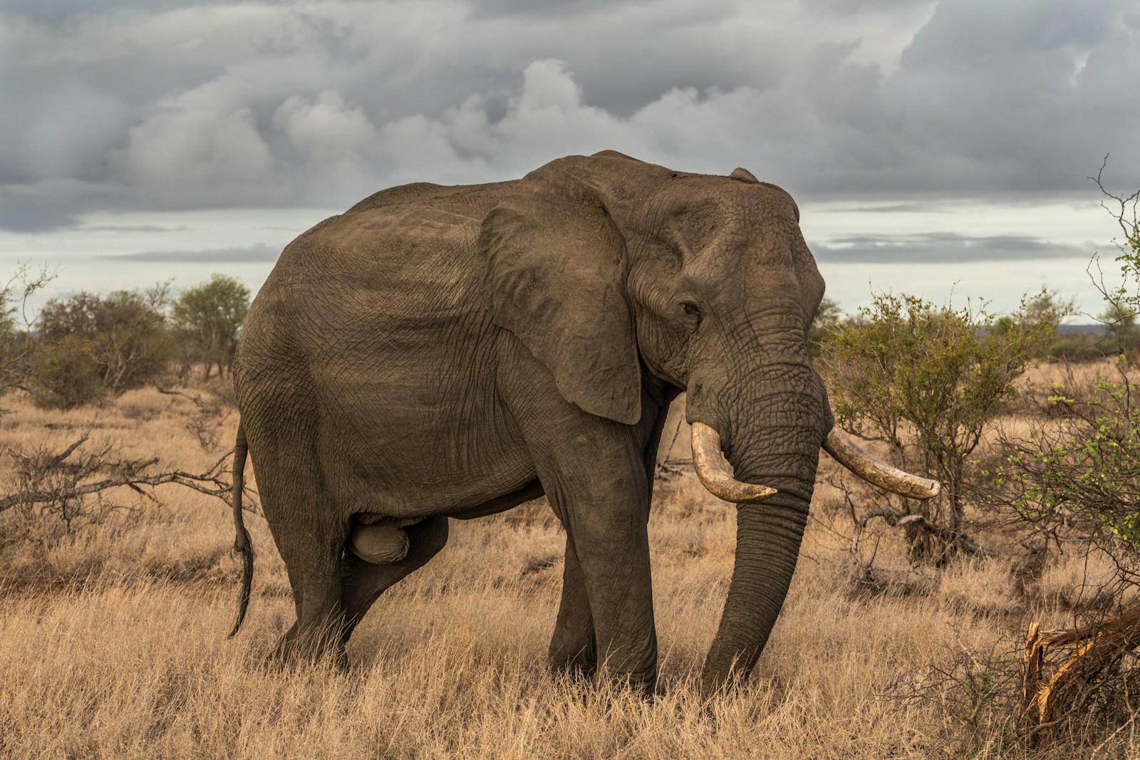 The Largest Animal Ever to Walk the Earth – It Was Bigger Than a Blue ...