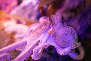 The Smallest Octopus in the Ocean – A Real-Life Mini Cephalopod ...