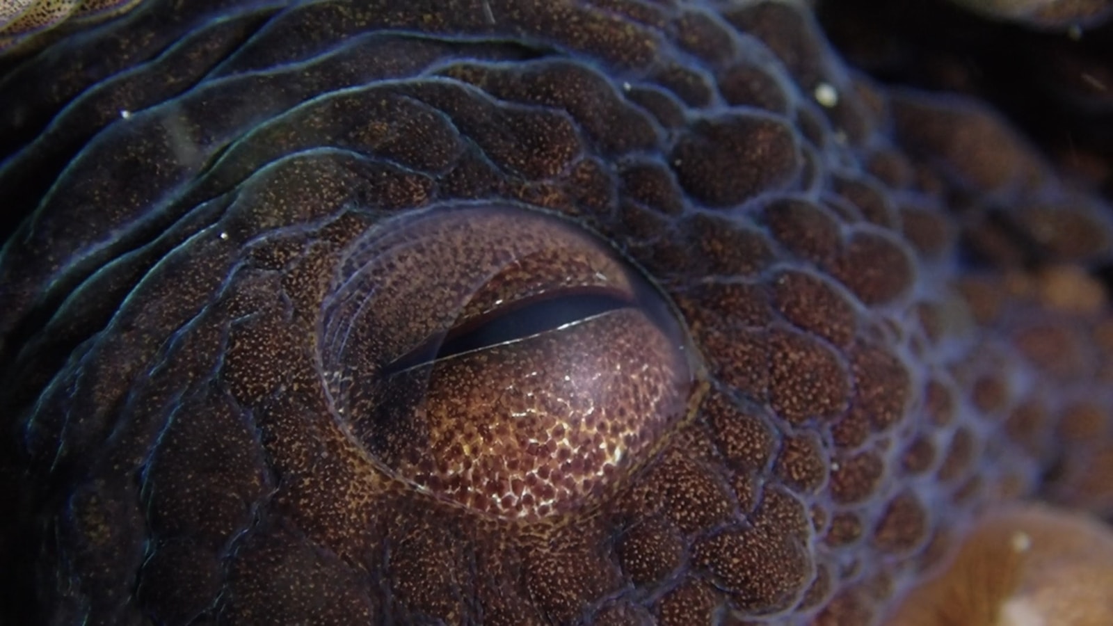 The Smallest Octopus in the Ocean – A Real-Life Mini Cephalopod ...