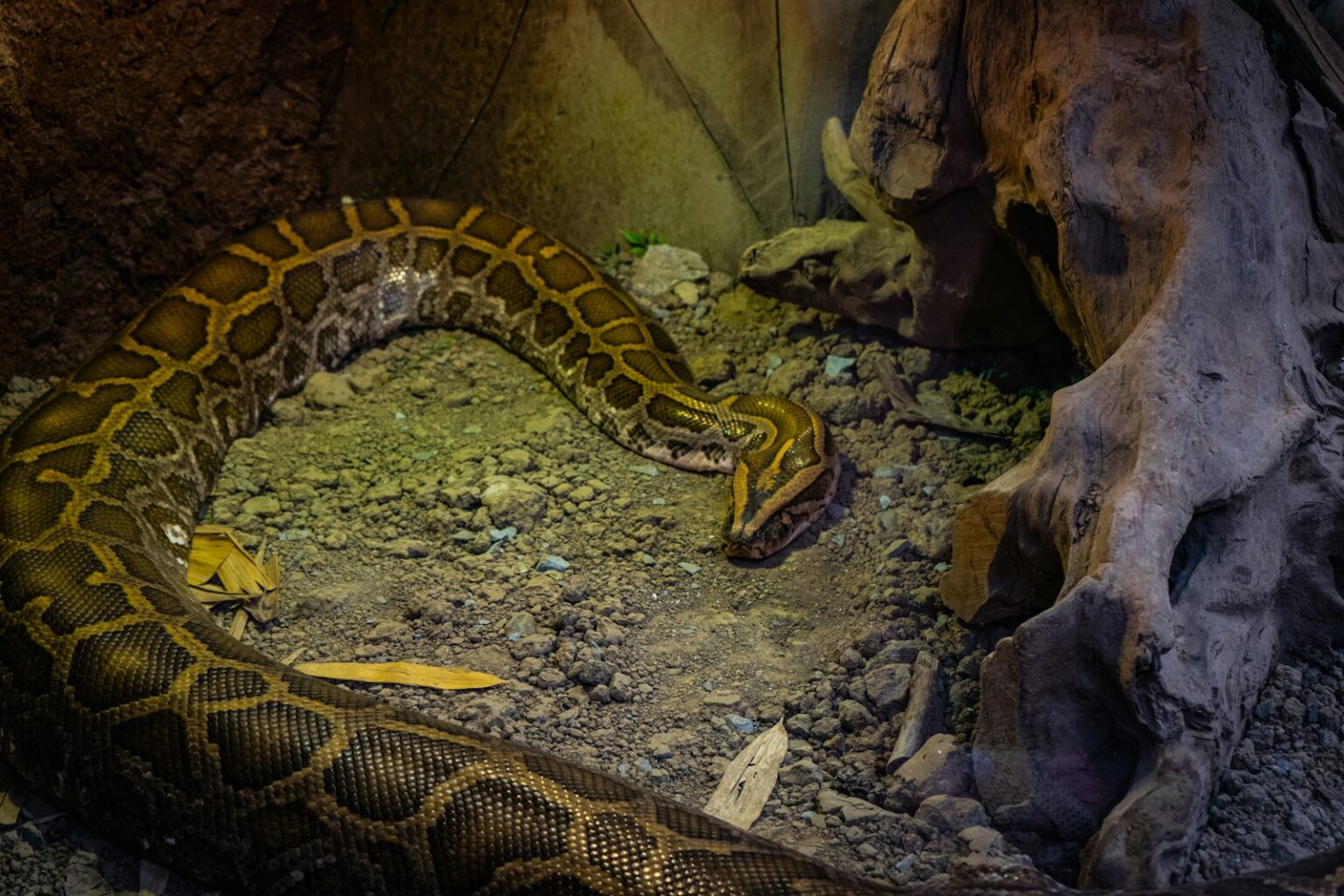 The Longest Snake Ever Recorded – A True Titan of the Jungle – Extreme ...