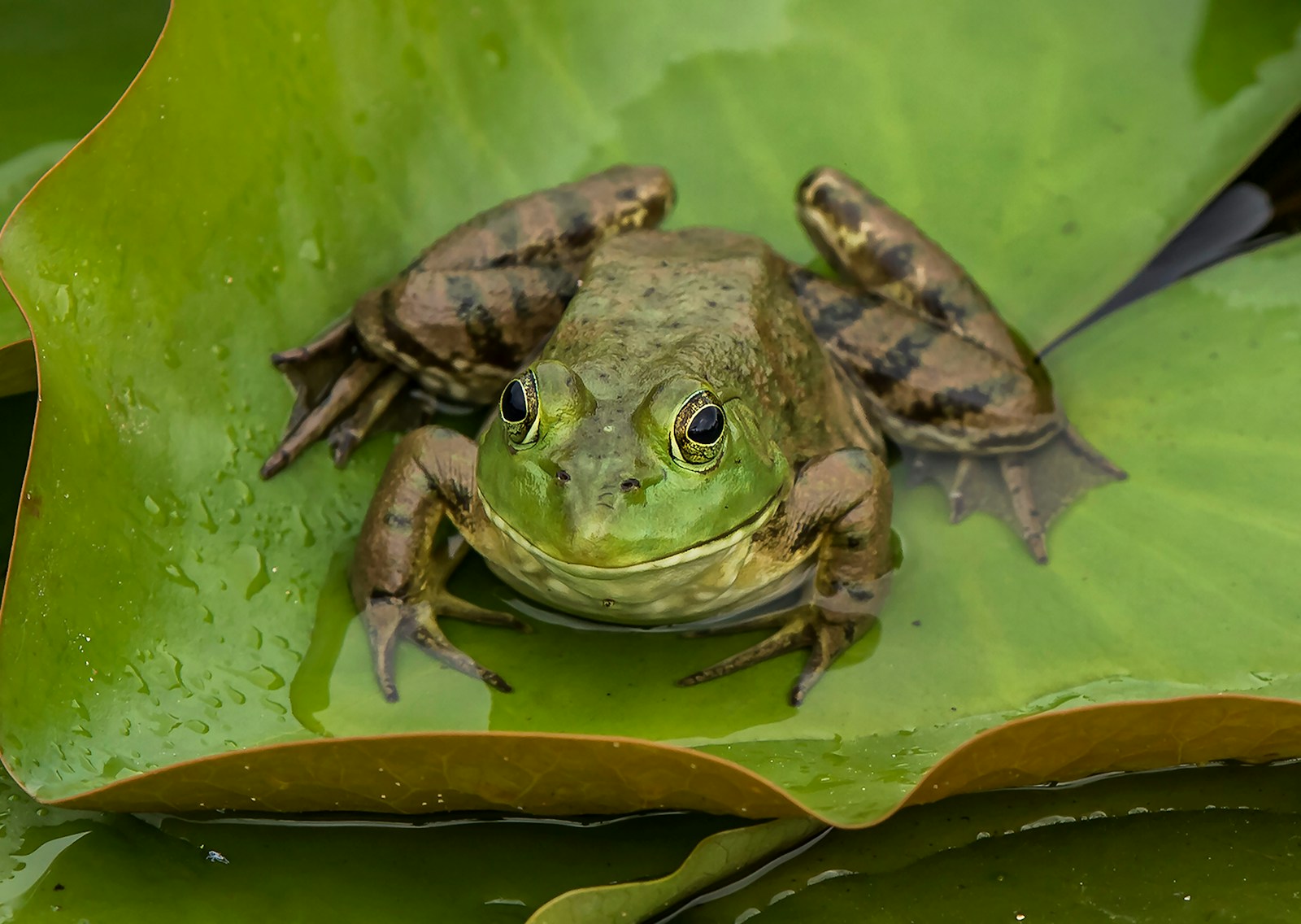 The Smallest Frog Species – It’s Almost Impossible to See – Extreme ...