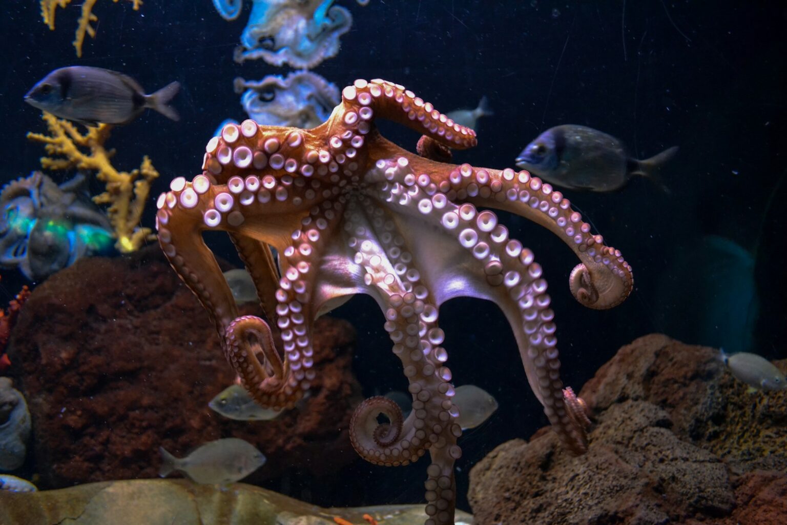 The Smallest Octopus in the Ocean – A Real-Life Mini Cephalopod ...