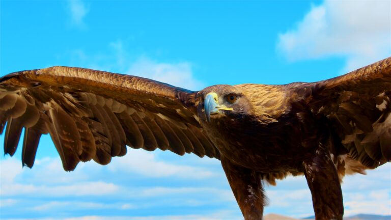 The Largest Bird of Prey That Ever Lived – It Could Carry Off Humans ...