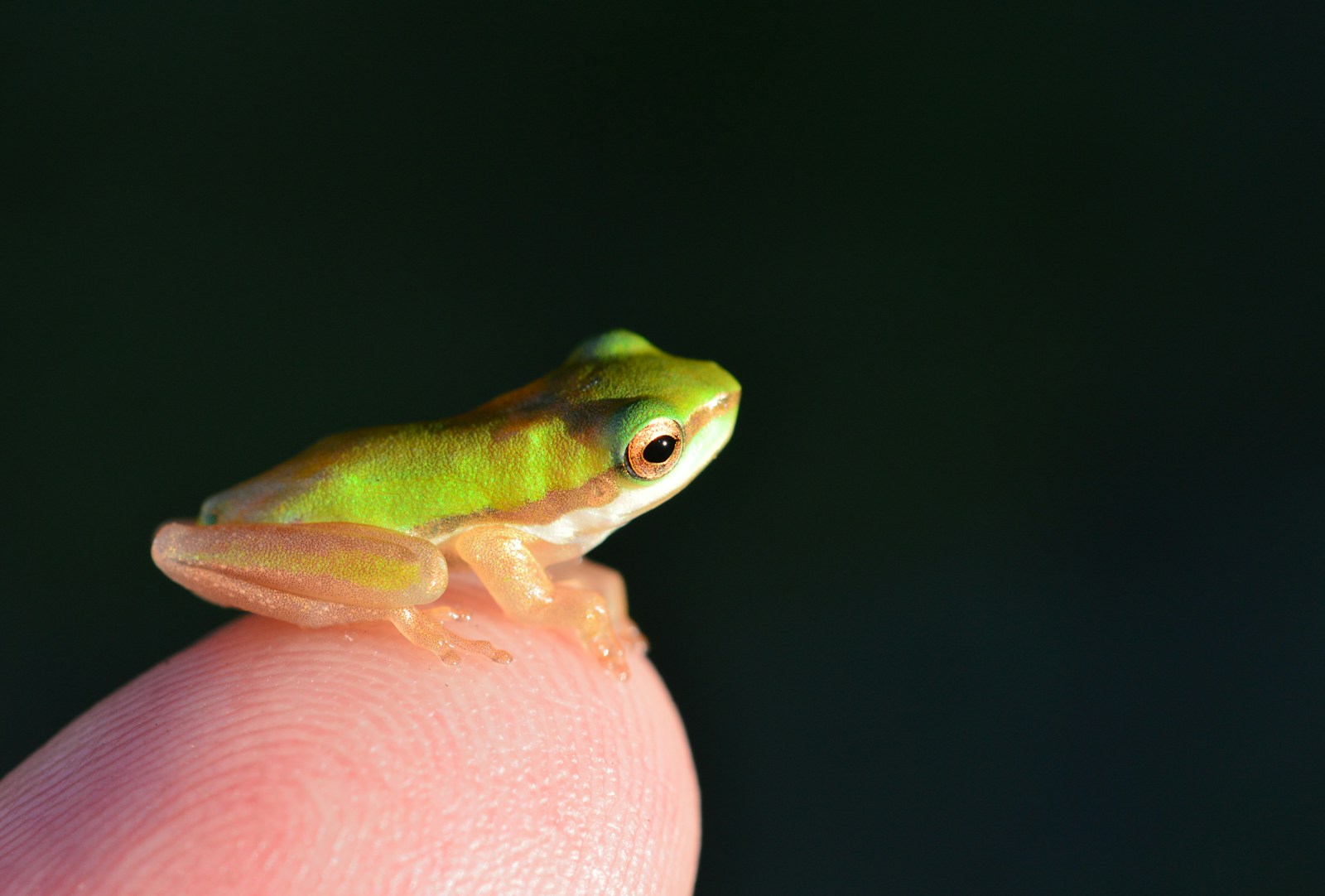 The Smallest Reptile Ever Found – It’s the Size of a Matchstick ...