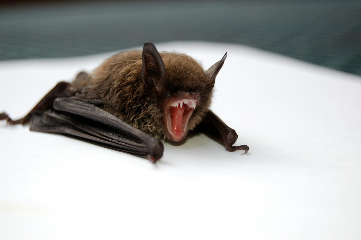 The Tiny Bat Species Redefining the World of Flying Mammals – Extreme ...