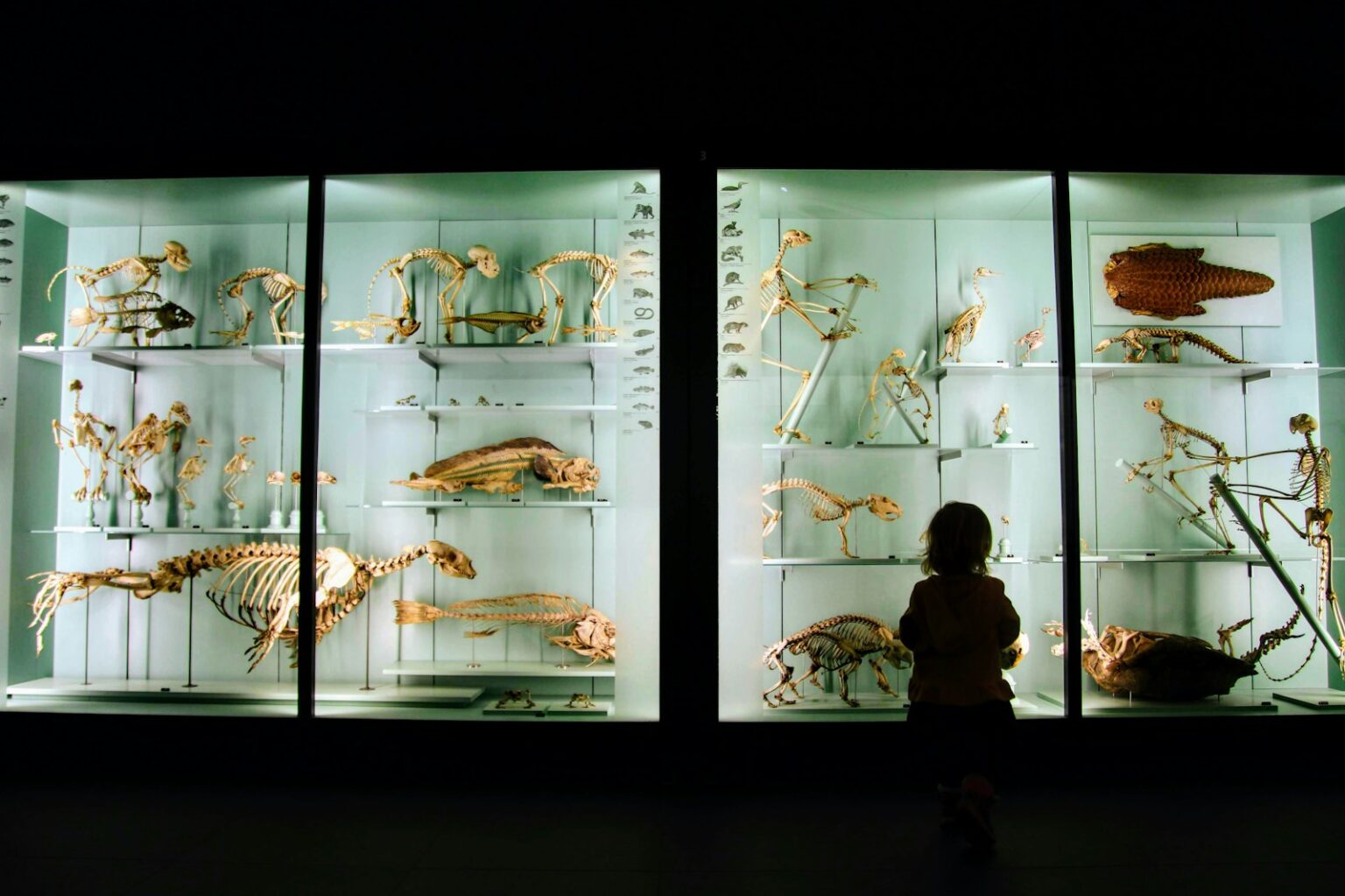 The Largest Bird of Prey That Ever Lived – It Could Carry Off Humans ...