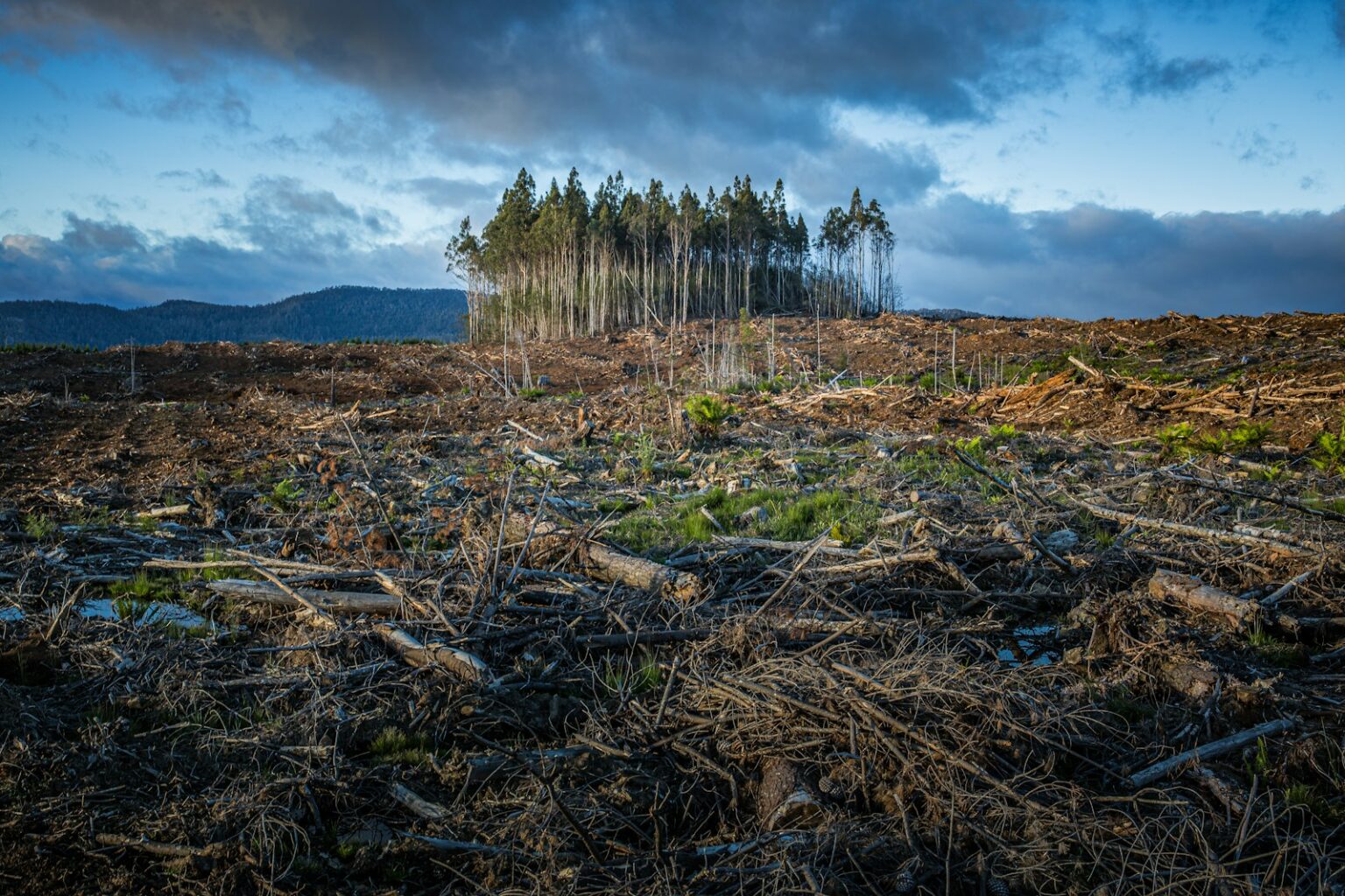 What Is Herbivory? The Plant-Animal Relationship That Built the Earth ...