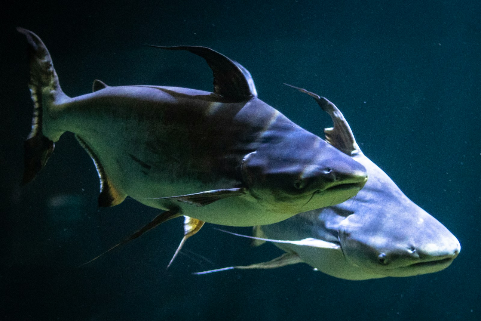 The Biggest Catfish Ever Caught – A True River Monster – Extreme Animal ...