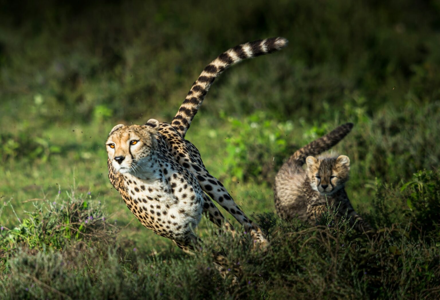 The Most Athletic Animal in the Wild – It Excels in Every Movement ...