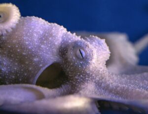 The Smallest Octopus in the Ocean – A Real-Life Mini Cephalopod ...