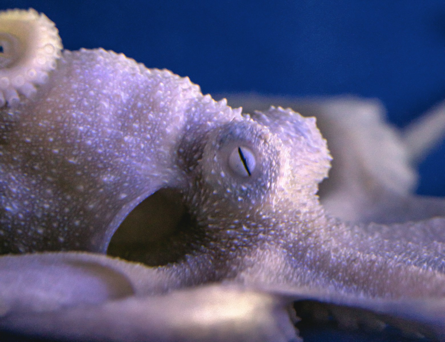 The Smallest Octopus in the Ocean – A Real-Life Mini Cephalopod ...