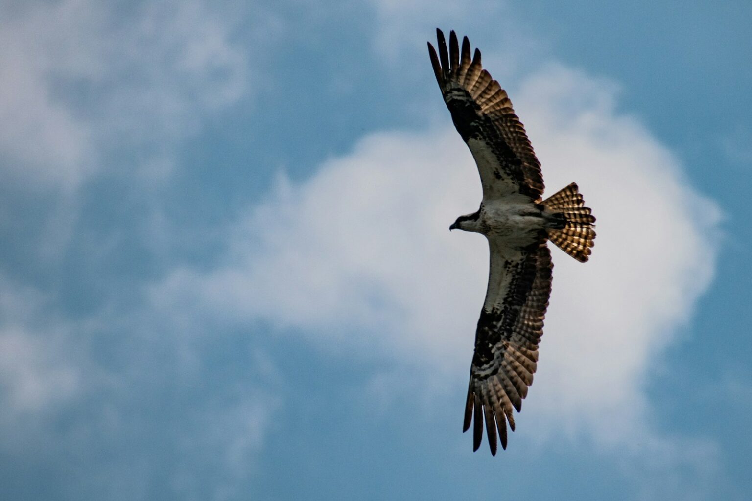 The Largest Bird of Prey That Ever Lived – It Could Carry Off Humans ...