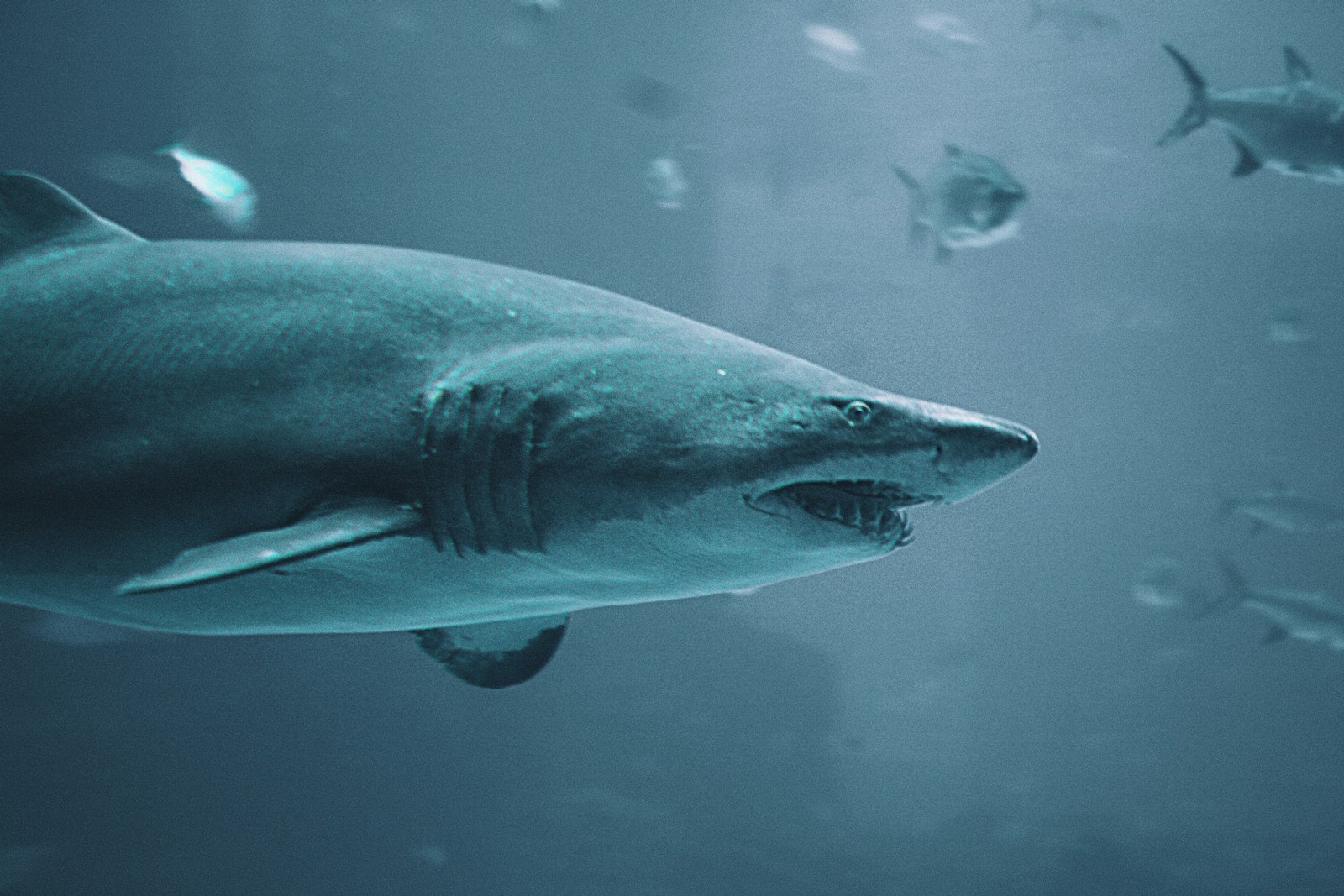 The Biggest Shark Ever Recorded – Megalodon vs. Great White – Extreme ...