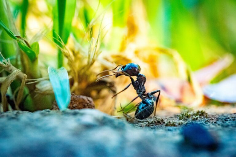 The Strongest Punch in the Animal Kingdom – Nature’s Ultimate Boxer ...