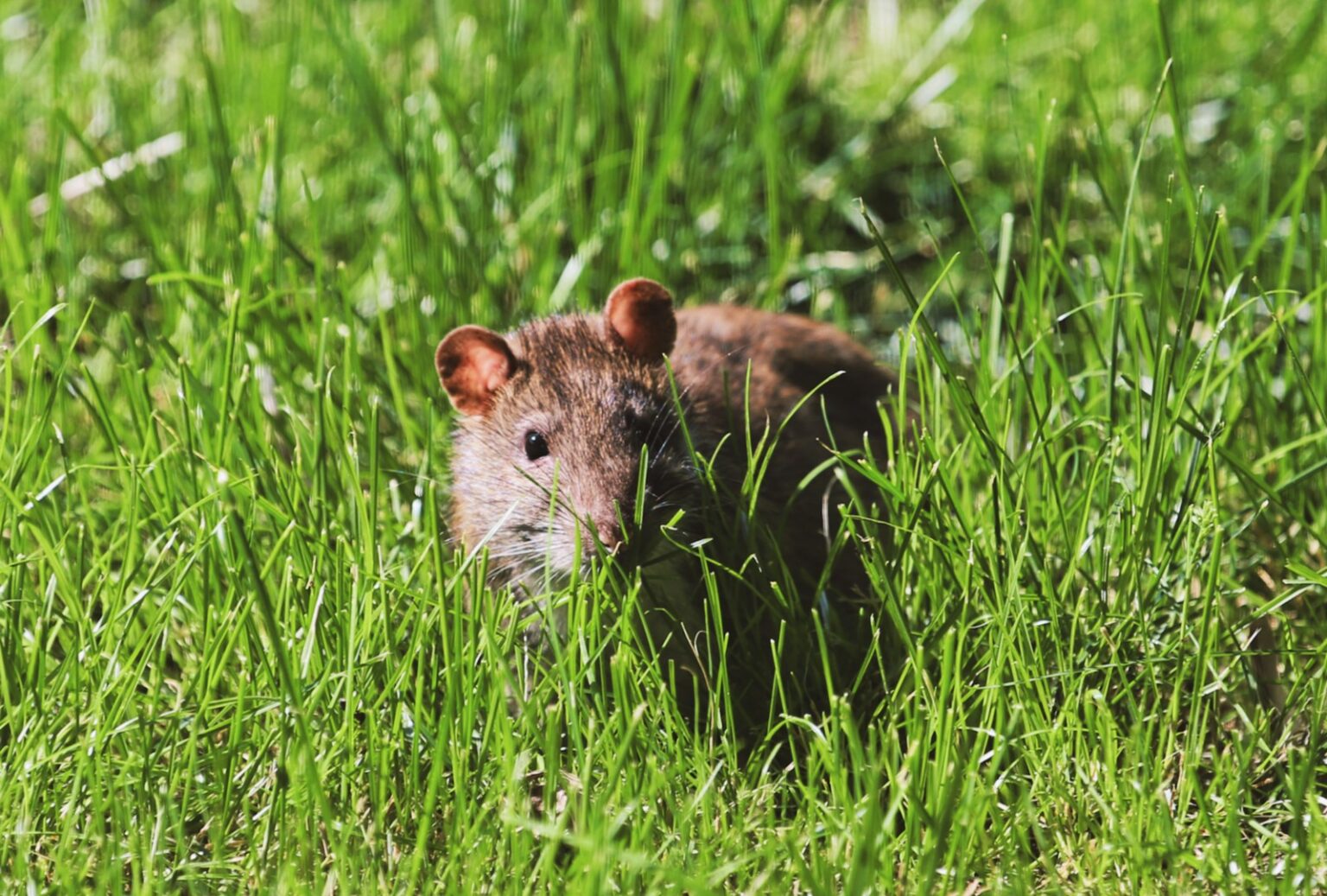 The Largest Rat Species – It Was Bigger Than Some Dogs – Extreme Animal ...