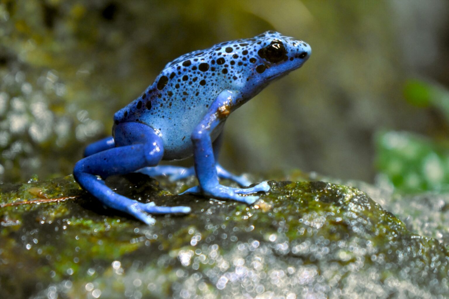 The Smallest Frog Species – It’s Almost Impossible to See – Extreme ...