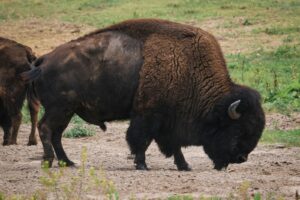 The Largest Rodent in History – The Prehistoric Mega-Capybara – Extreme ...