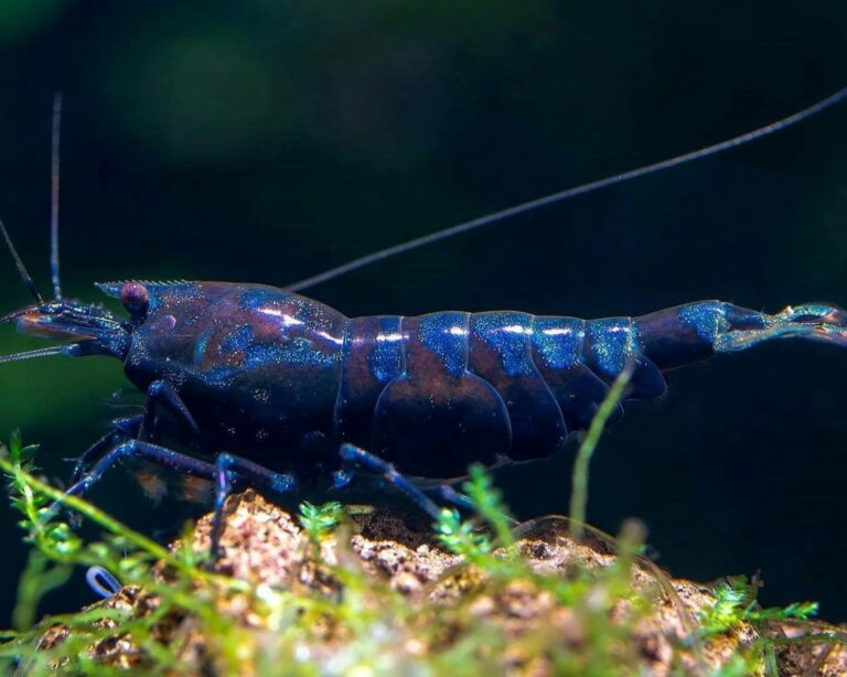 The Strongest Punch in the Animal Kingdom – Nature’s Ultimate Boxer ...