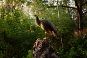 The Heaviest Bird That Can Still Fly – A True Aerial Giant – Extreme ...