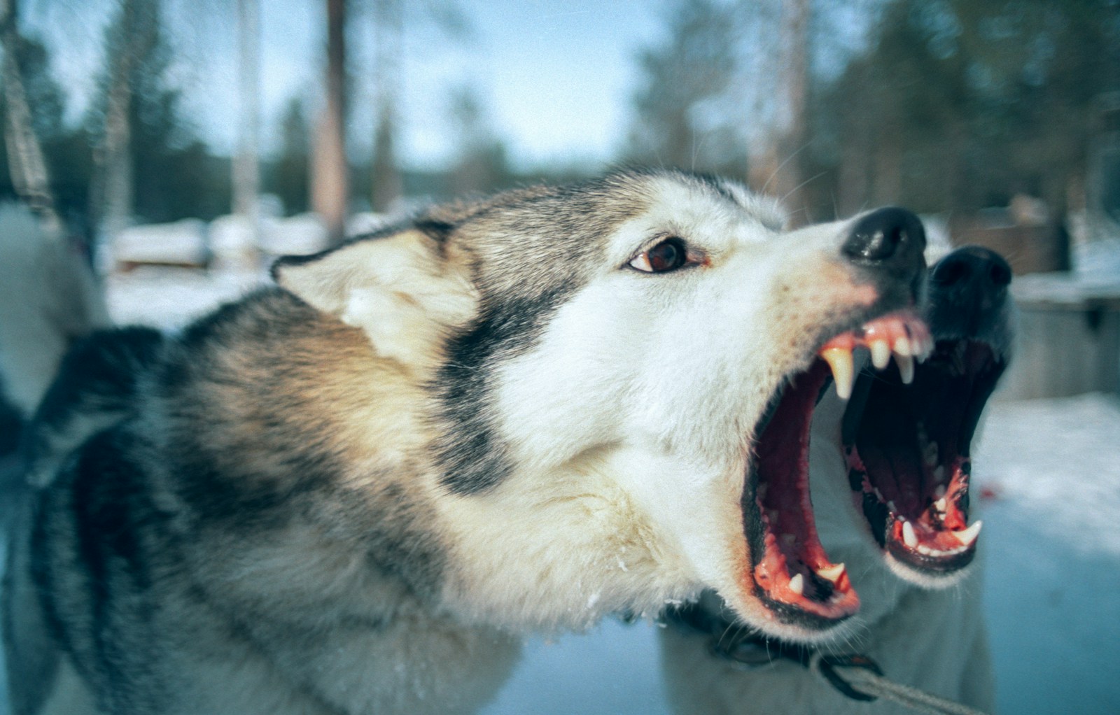 The Biggest Wolf Species in History – A Predator Bigger Than a Lion ...