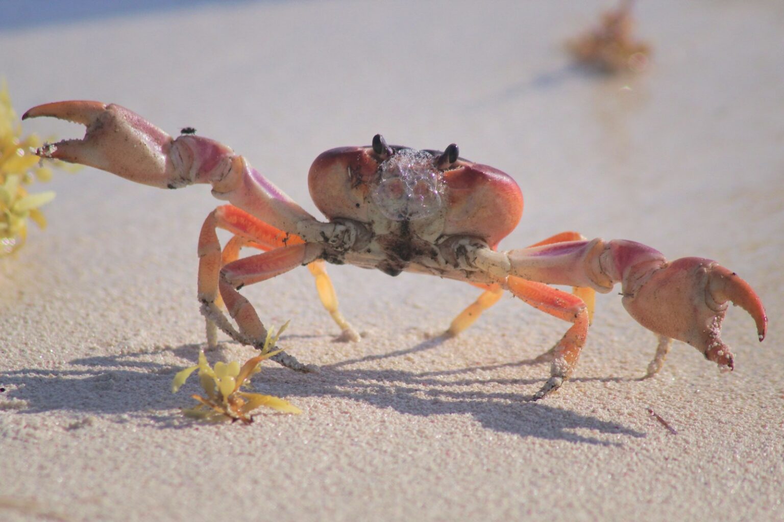 The Strongest Punch in the Animal Kingdom – Nature’s Ultimate Boxer ...