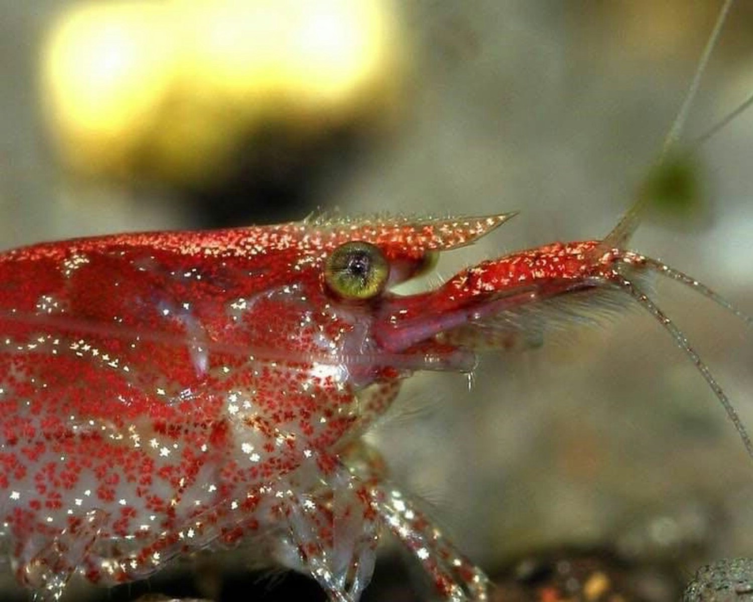 The Strongest Punch in the Animal Kingdom – Nature’s Ultimate Boxer ...