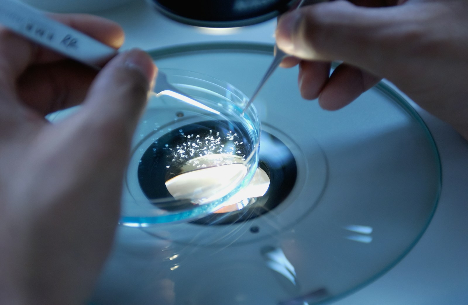 The Smallest Crab Species – A True Microscopic Marvel – Extreme Animal ...