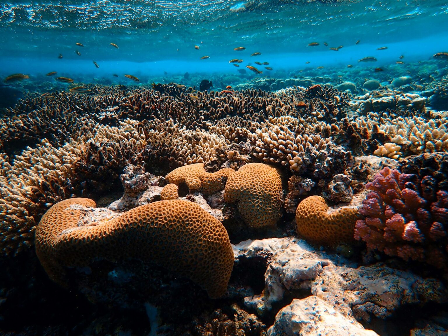 The Smallest Octopus in the Ocean – A Real-Life Mini Cephalopod ...