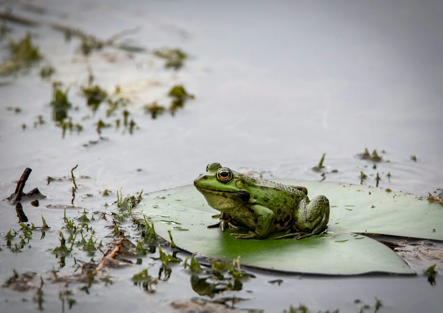 The Smallest Frog Species – It’s Almost Impossible to See – Extreme ...
