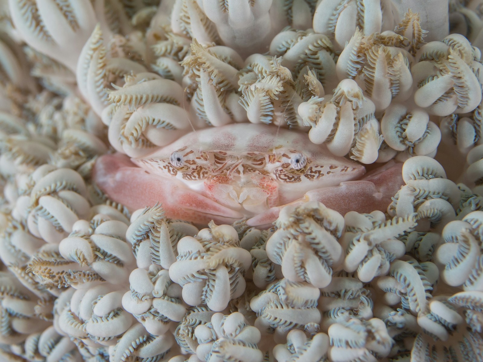 The Smallest Crab Species – A True Microscopic Marvel – Extreme Animal ...