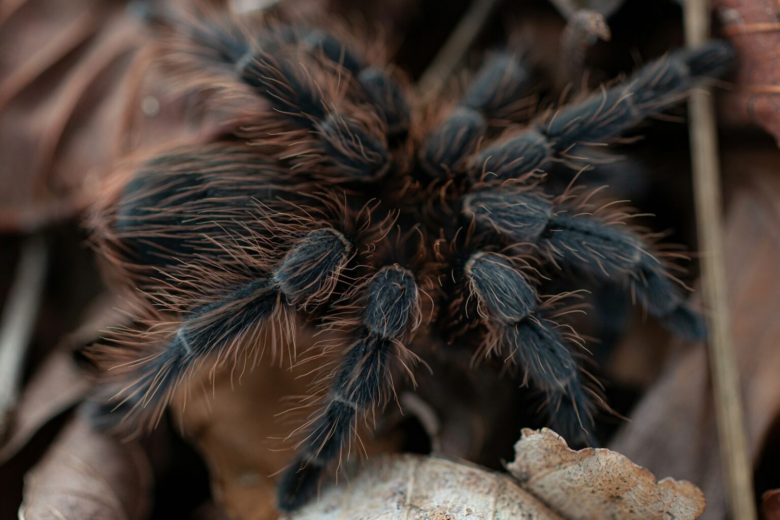 The Largest Spider Ever Discovered – Its Legs Were Longer Than Your ...