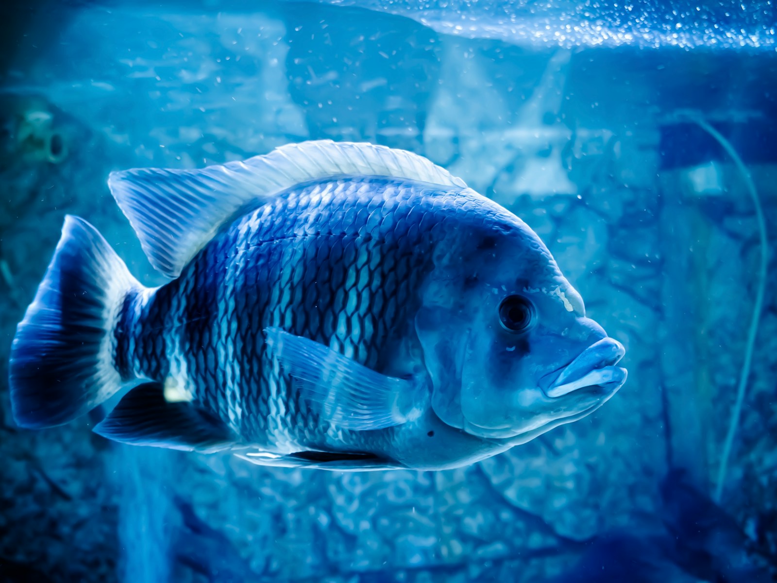 The Smallest Carnivorous Fish – A Ferocious Predator Despite Its Size ...