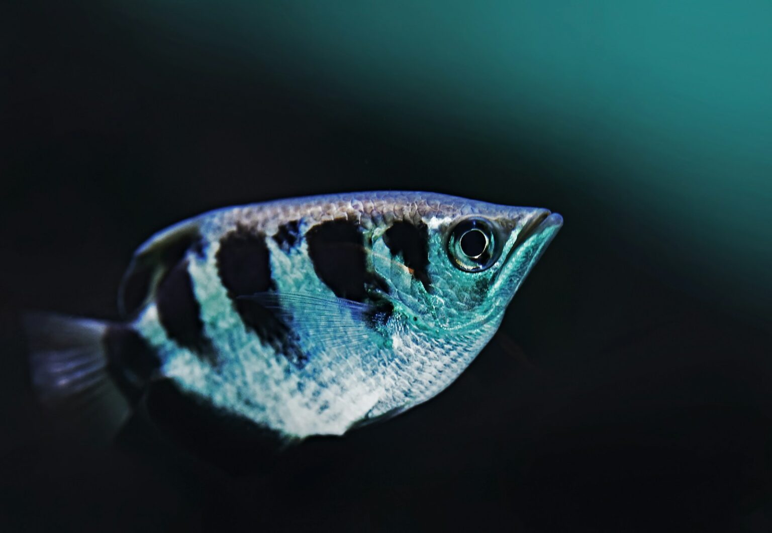 The Strongest Punch in the Animal Kingdom – Nature’s Ultimate Boxer ...