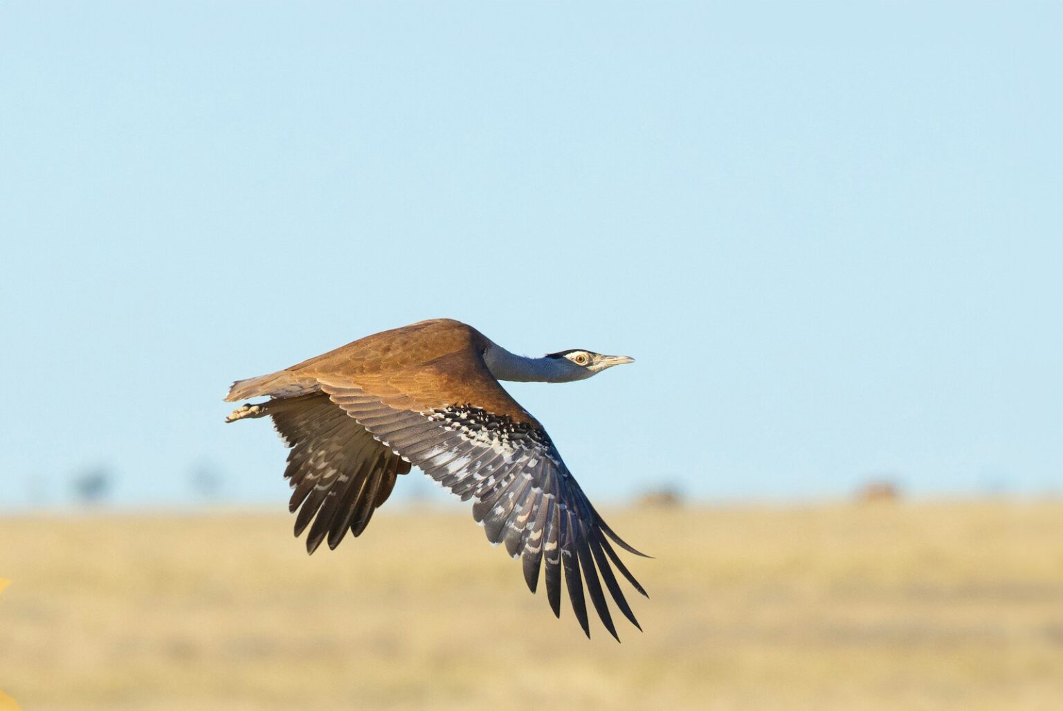 The Heaviest Bird That Can Still Fly – A True Aerial Giant – Extreme ...