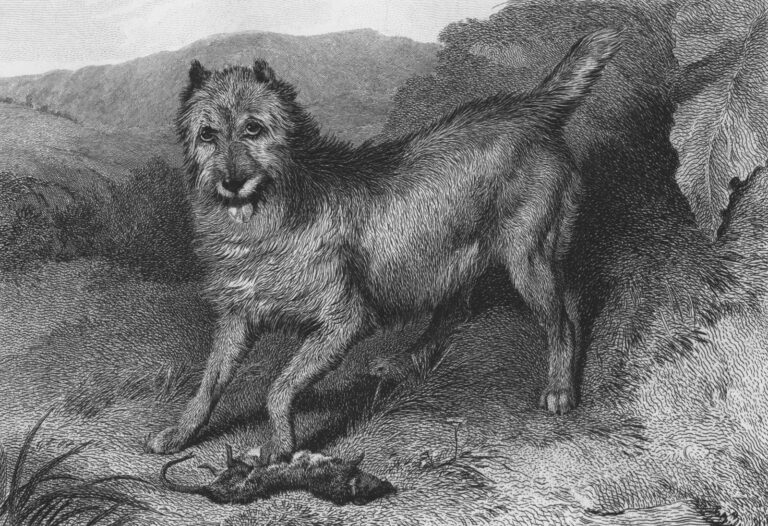 The Biggest Wolf Species in History – A Predator Bigger Than a Lion ...
