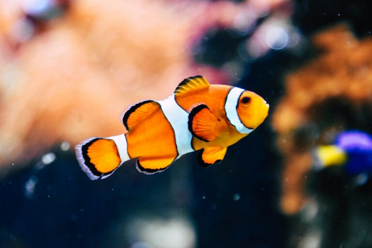 The Smallest Carnivorous Fish – A Ferocious Predator Despite Its Size ...
