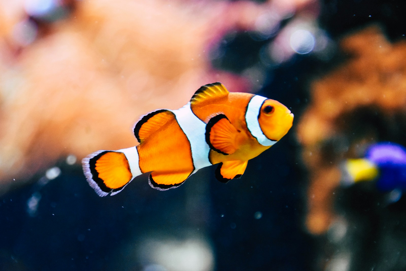 The Smallest Carnivorous Fish – A Ferocious Predator Despite Its Size ...