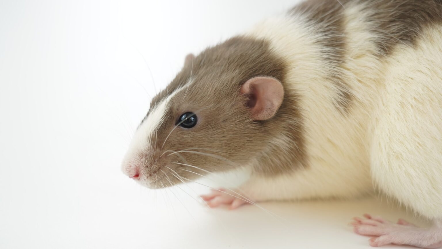 The Largest Rat Species – It Was Bigger Than Some Dogs – Extreme Animal ...