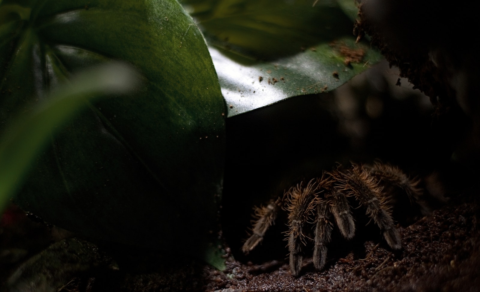 The Largest Spider Ever Discovered – Its Legs Were Longer Than Your ...