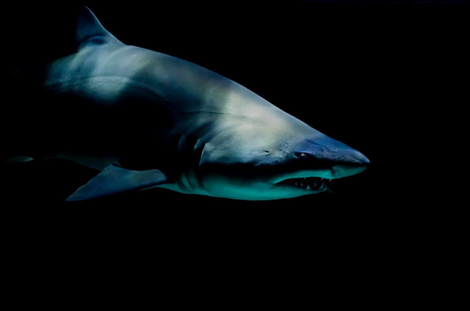 The Biggest Shark Ever Recorded – Megalodon vs. Great White – Extreme ...