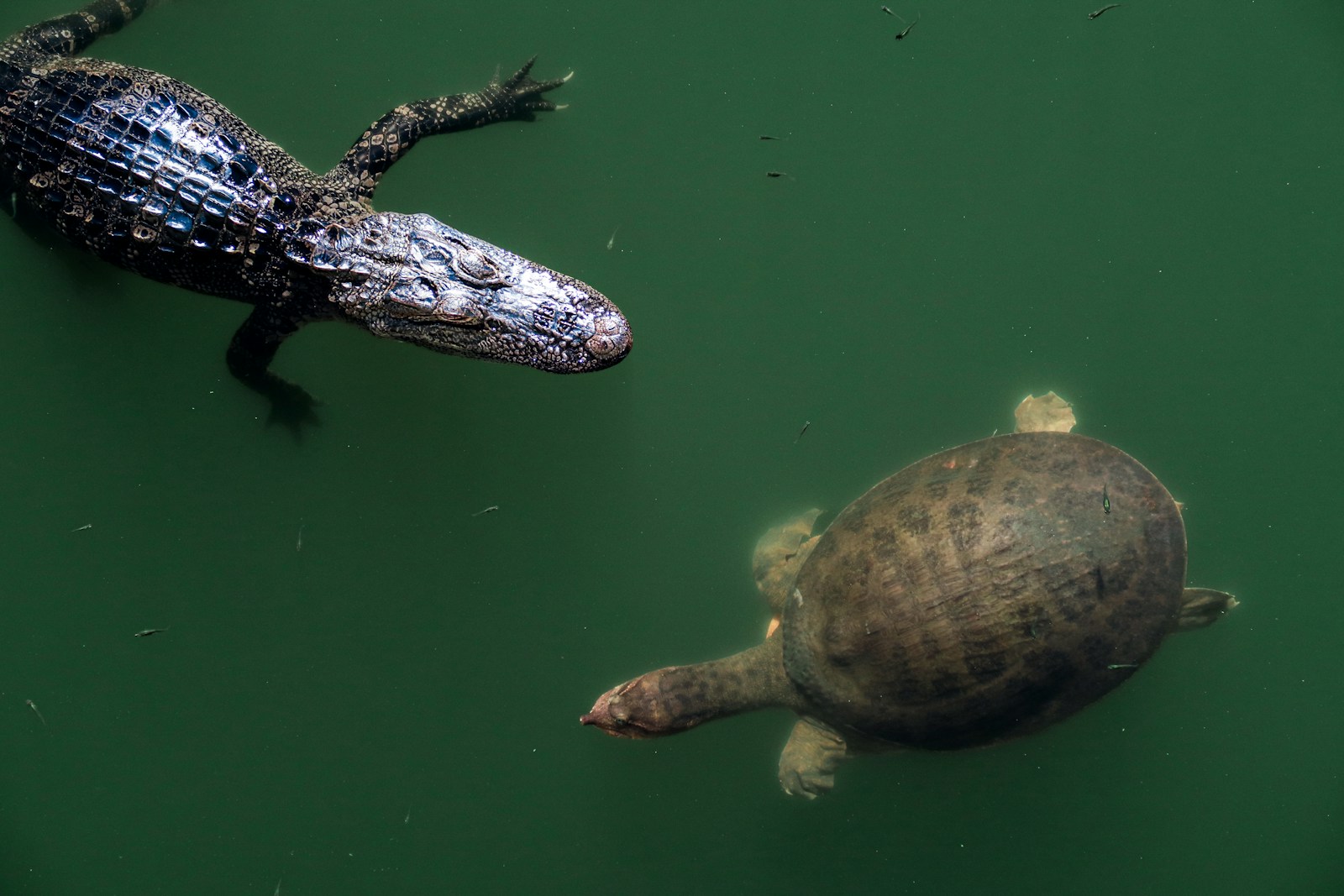 The Largest Turtle Species Ever – It Was Bigger Than a Car – Extreme ...