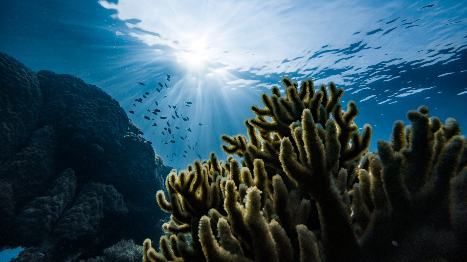 The Fastest Moving Jellyfish – A Surprising Speedster – Extreme Animal ...