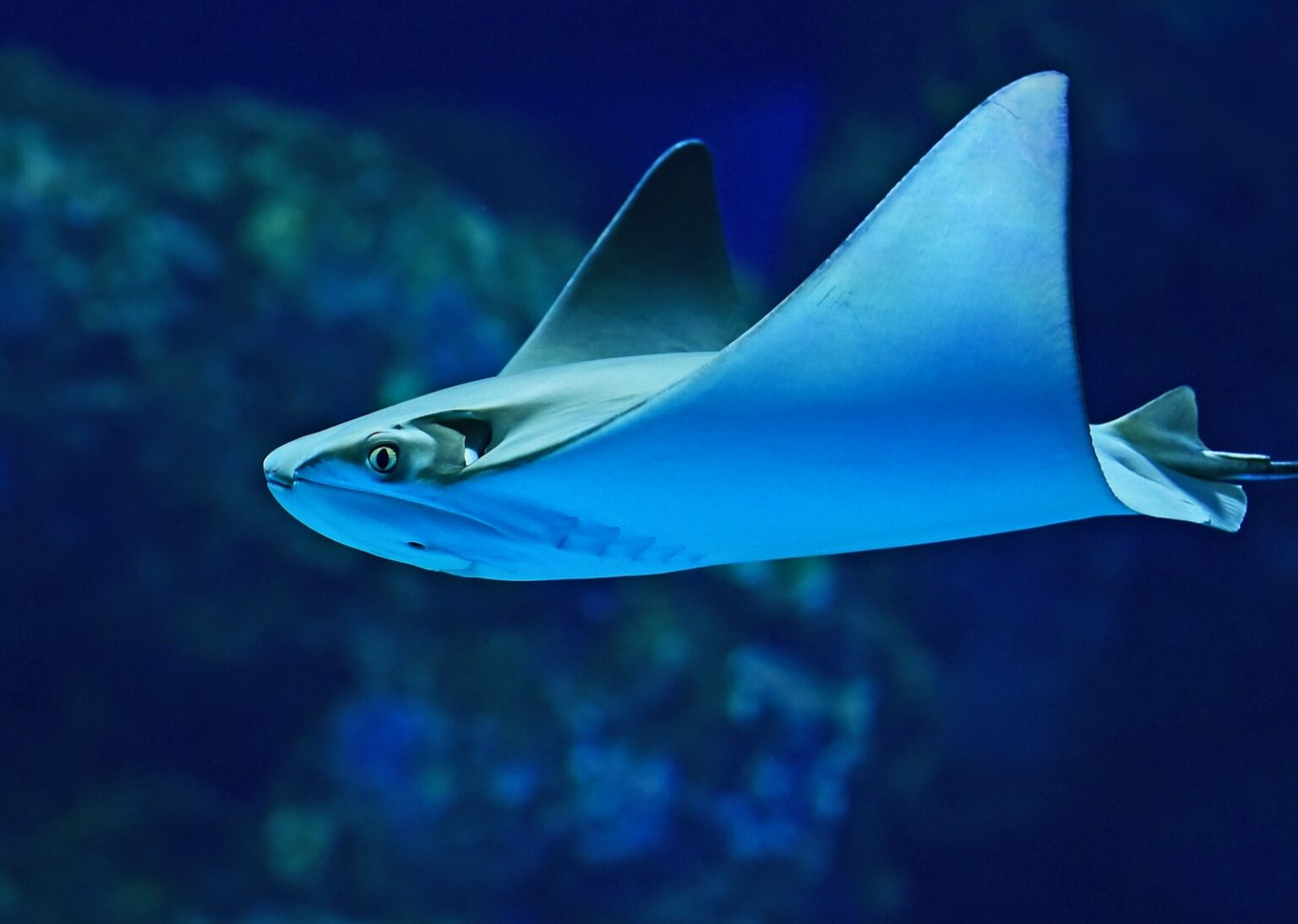 The Smallest Carnivorous Fish – A Ferocious Predator Despite Its Size ...