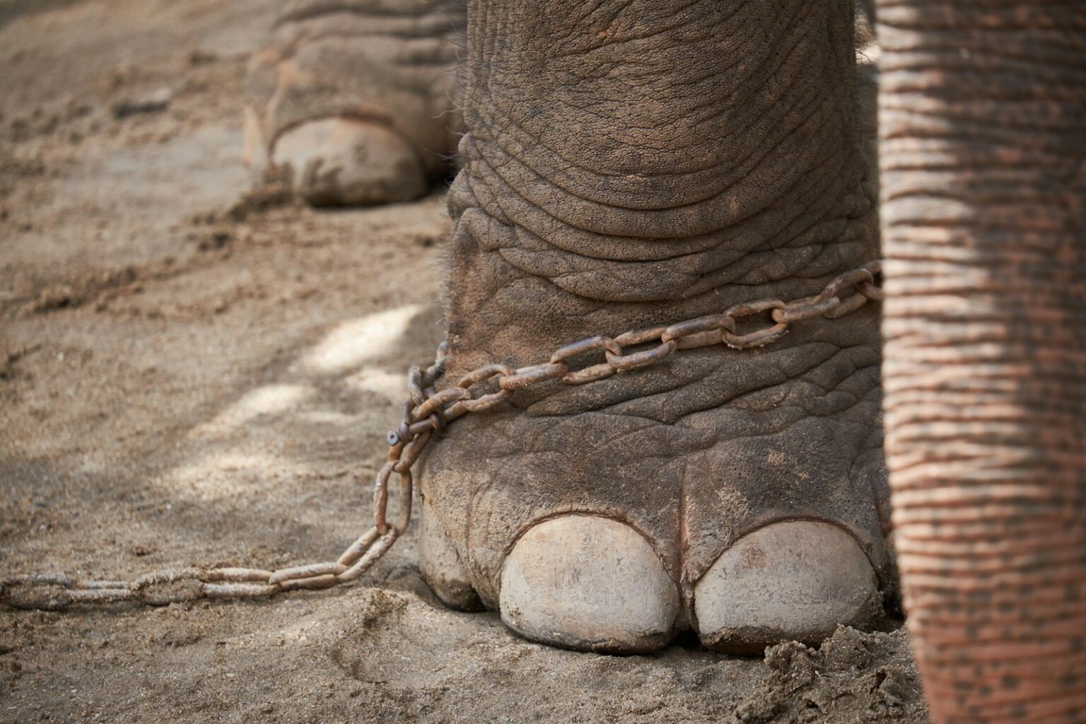 How the Biggest Elephant in History Stacks Up Against Modern Giants ...