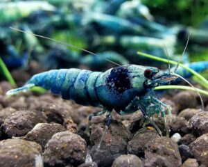 The Strongest Punch in the Animal Kingdom – Nature’s Ultimate Boxer ...