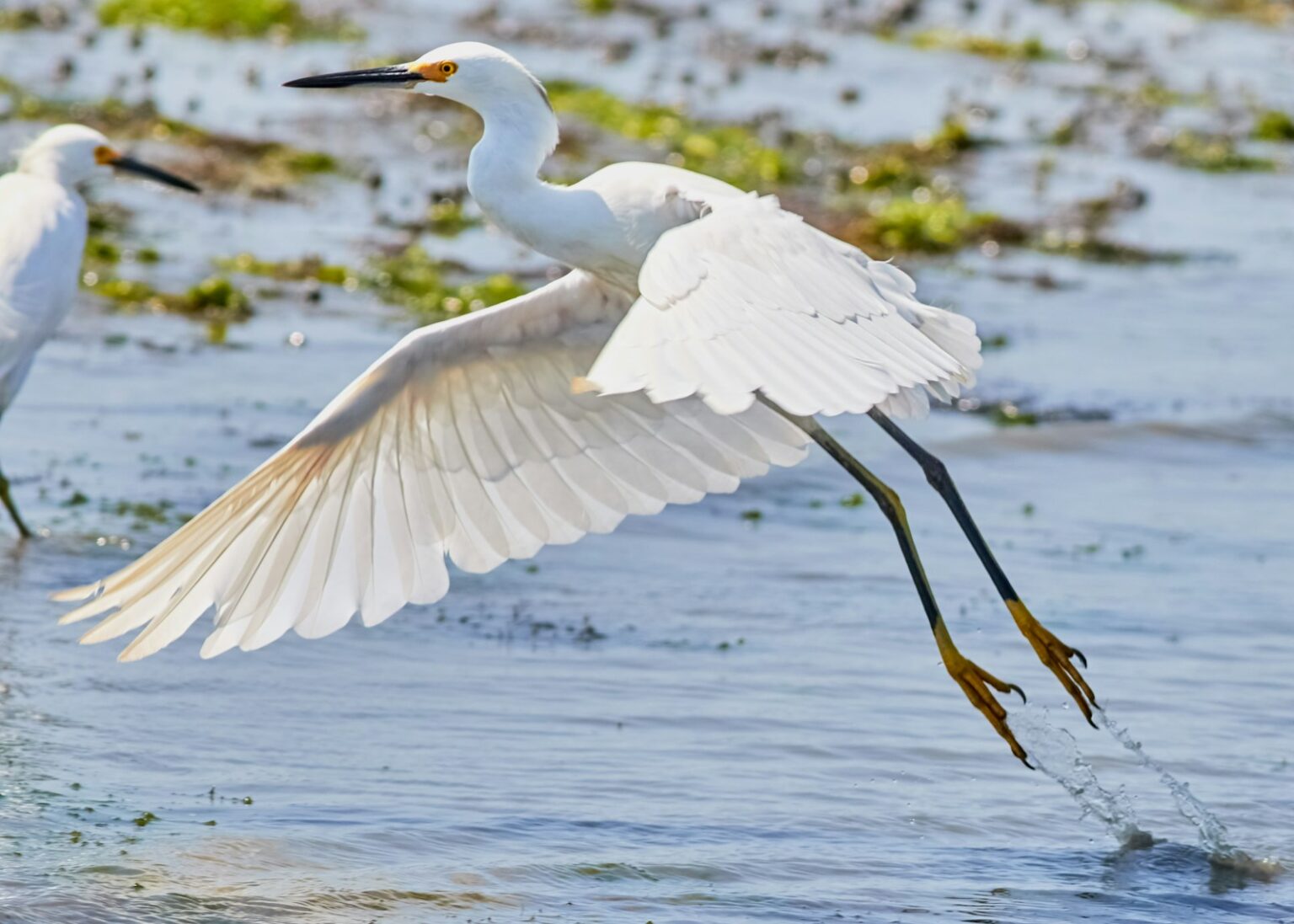 The Heaviest Bird That Can Still Fly – A True Aerial Giant – Extreme ...