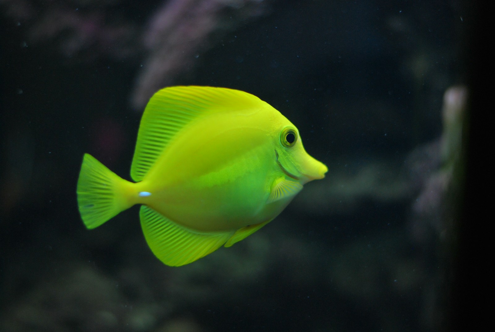 The Smallest Carnivorous Fish – A Ferocious Predator Despite Its Size ...