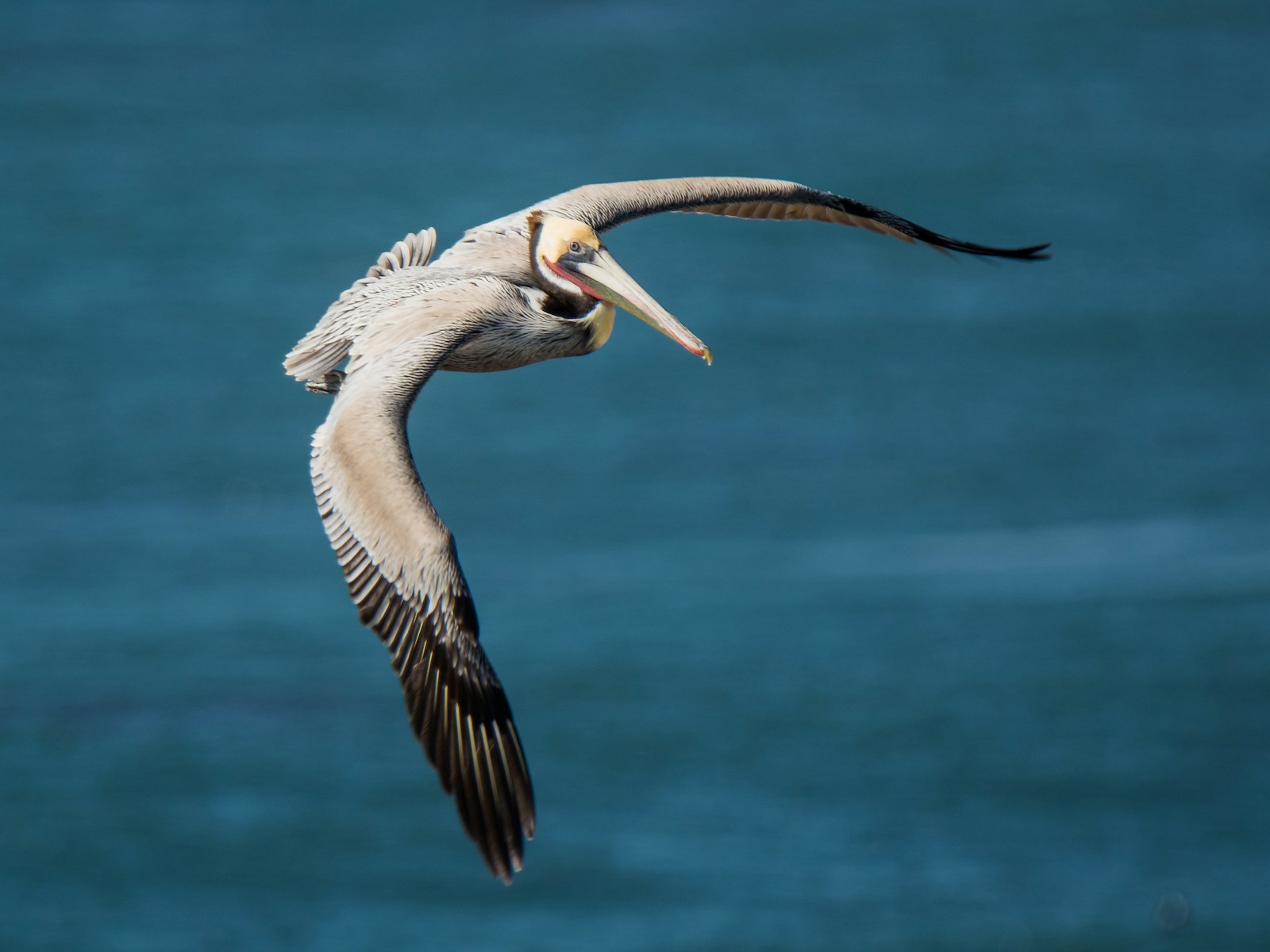 The Heaviest Bird That Can Still Fly – A True Aerial Giant – Extreme ...